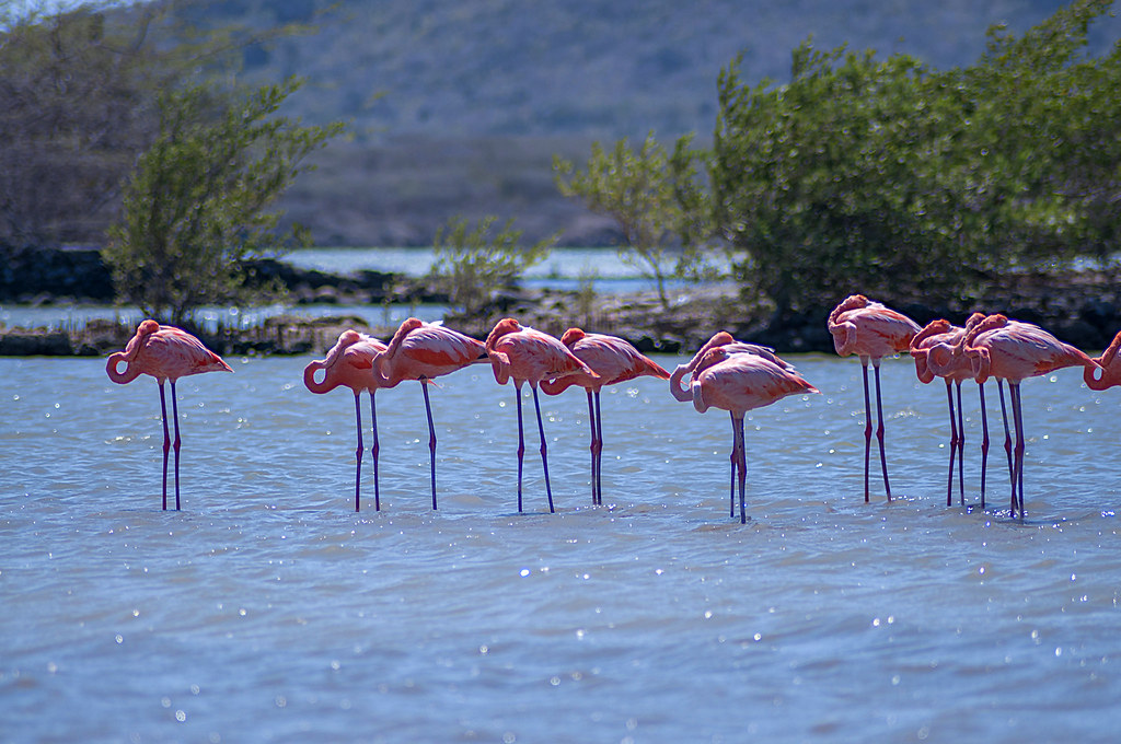 Flamingos - Villa ZEN Haven